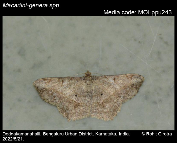 Macariini-genera spp. | Moths